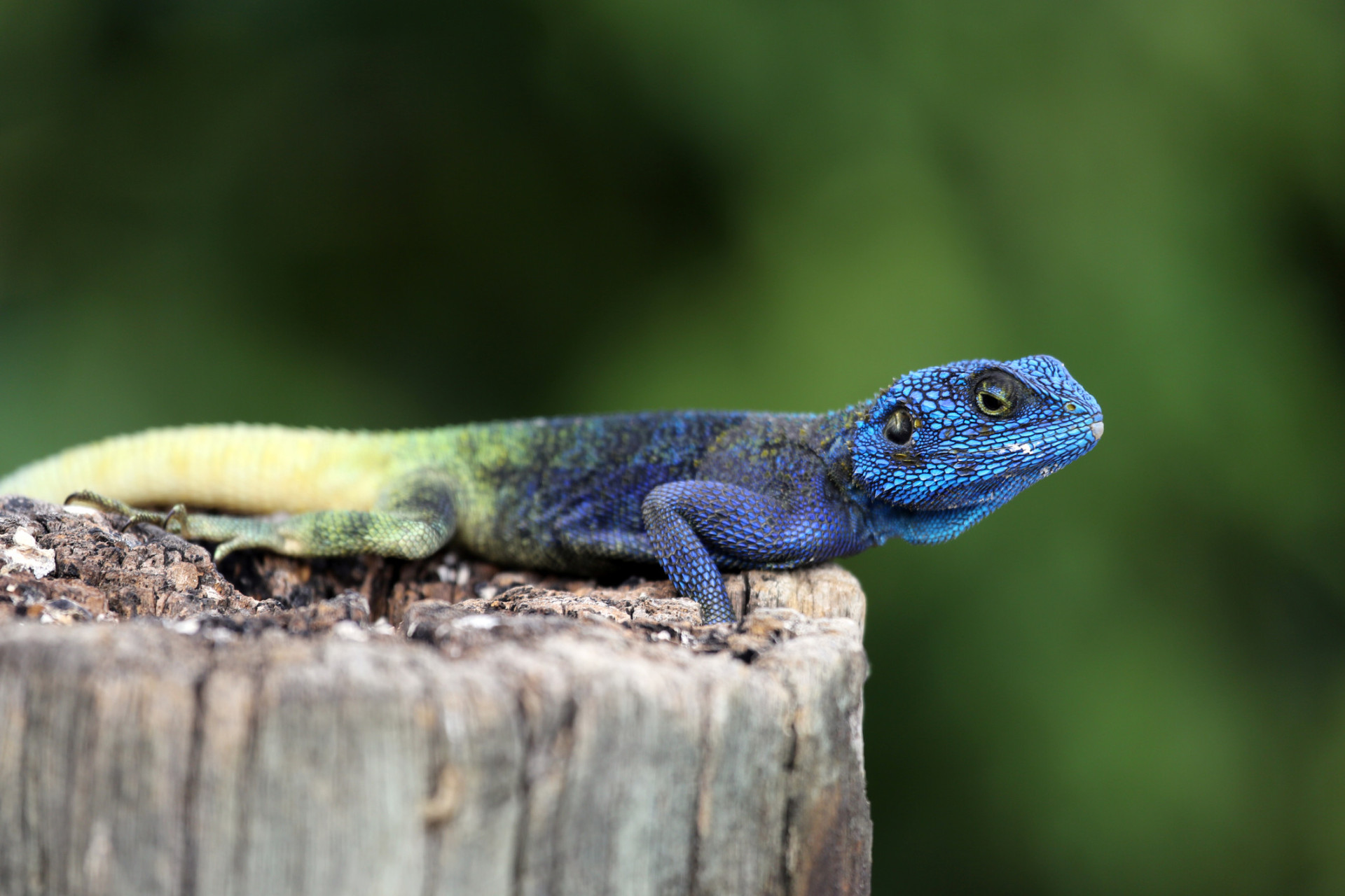 Vibrant blue animals you can’t take your eyes off