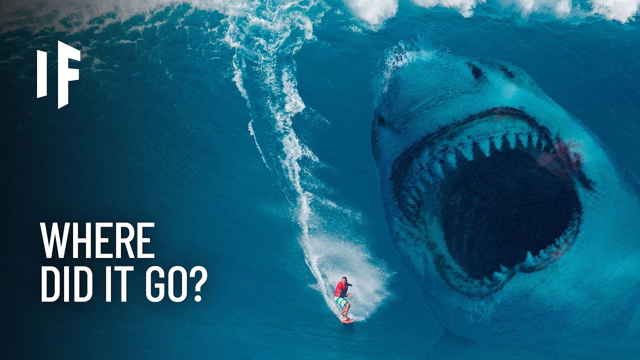 How oceans would change if megalodon never went extinct