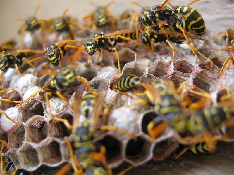 Should You Use Gasoline to Remove a Wasp Nest?