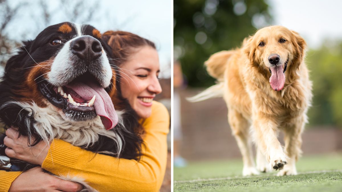 10 Coolest Dog Breeds That Will Instantly Boost Your Vibe