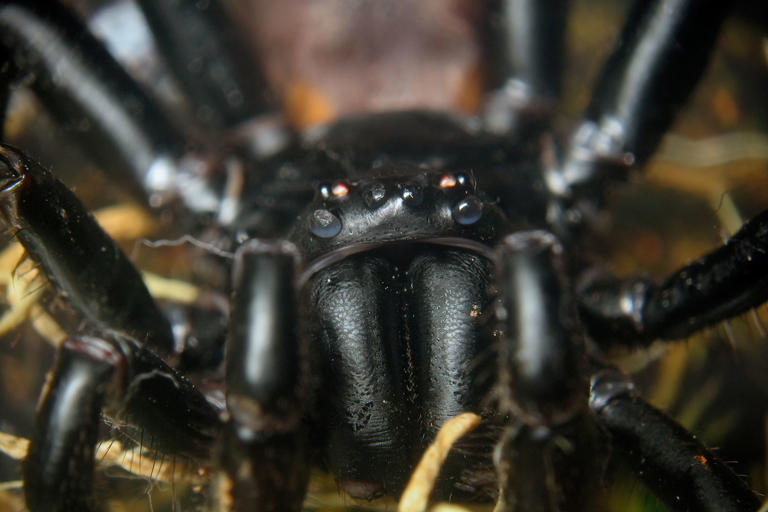 Identifying a funnel web spider: the essential rule to follow Identifying a funnel web spider: the essential rule to follow