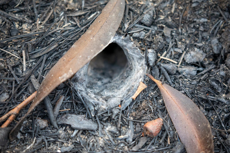 Identifying a funnel web spider: the essential rule to follow Identifying a funnel web spider: the essential rule to follow