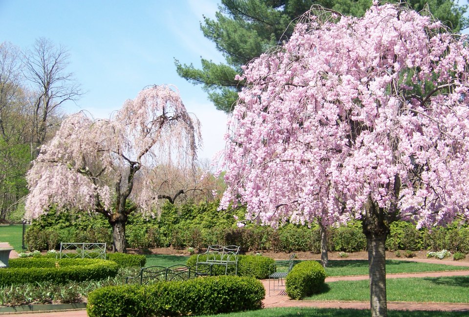 Best Places to See Cherry Blossoms in Westchester and the Hudson Valley