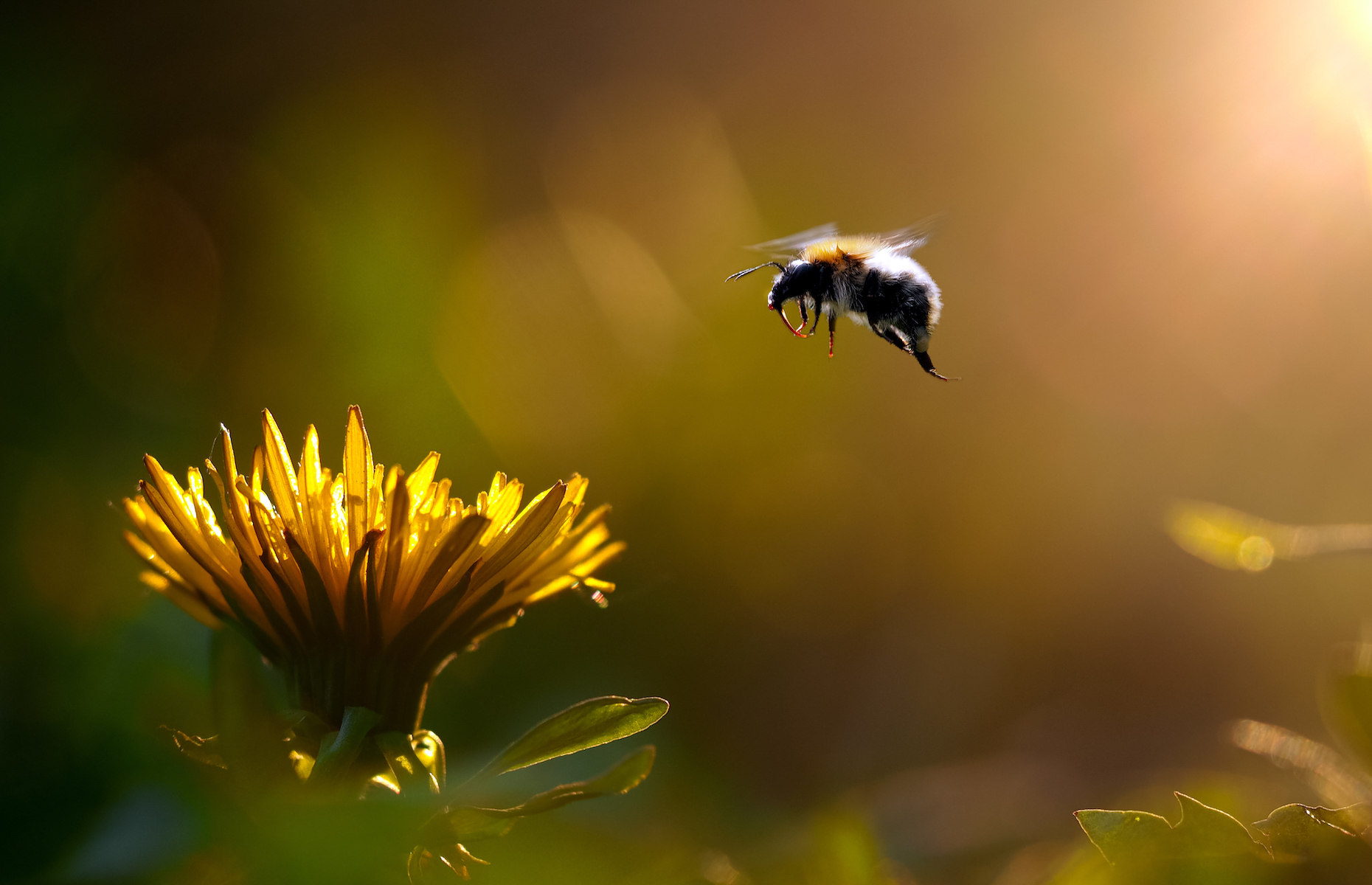 Everything you need to know about bees