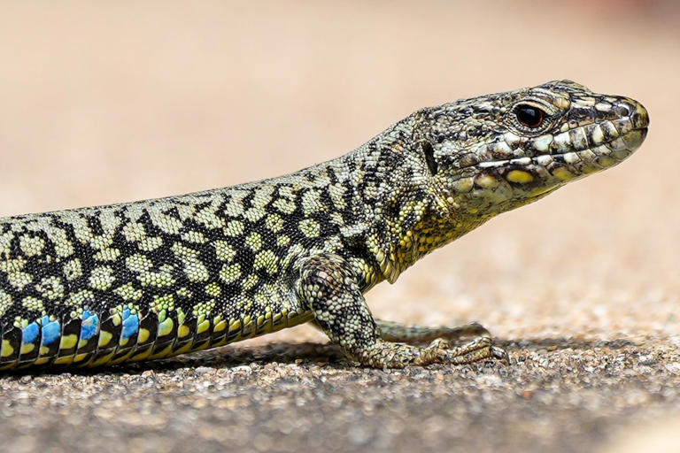 The 'gazillions' of lizards in Cincinnati could actually guard us from ...