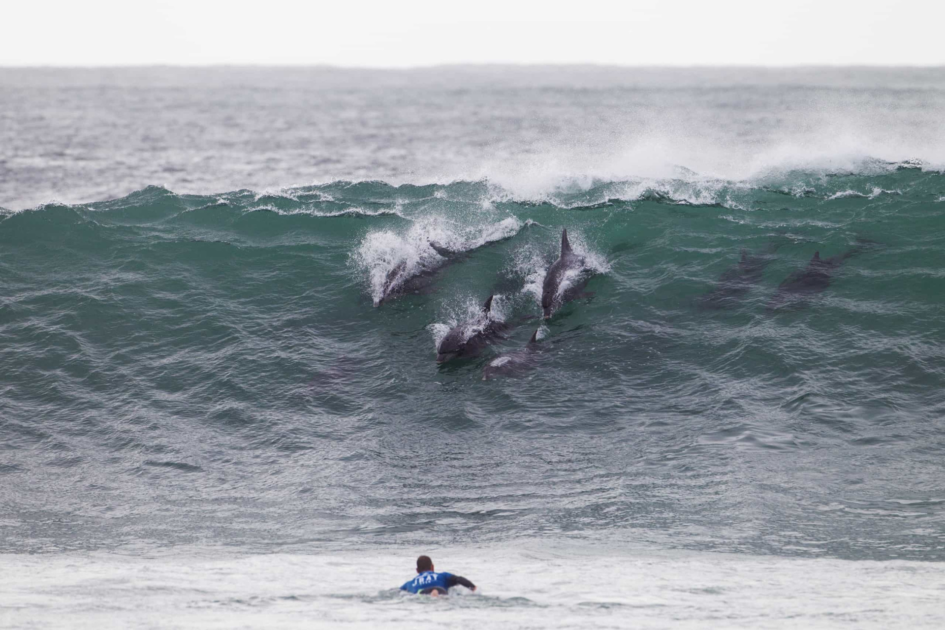 Delightful dolphin facts that will surprise you