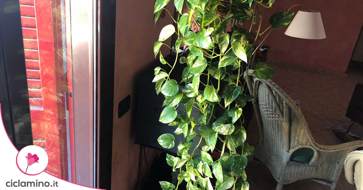 Come capire se l’aria è troppo secca per il pothos