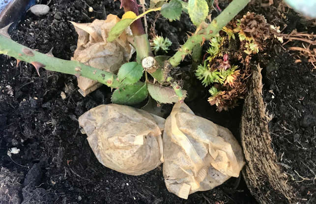 Transform your garden with these 56 simple tricks Transform your garden with these 56 simple tricks