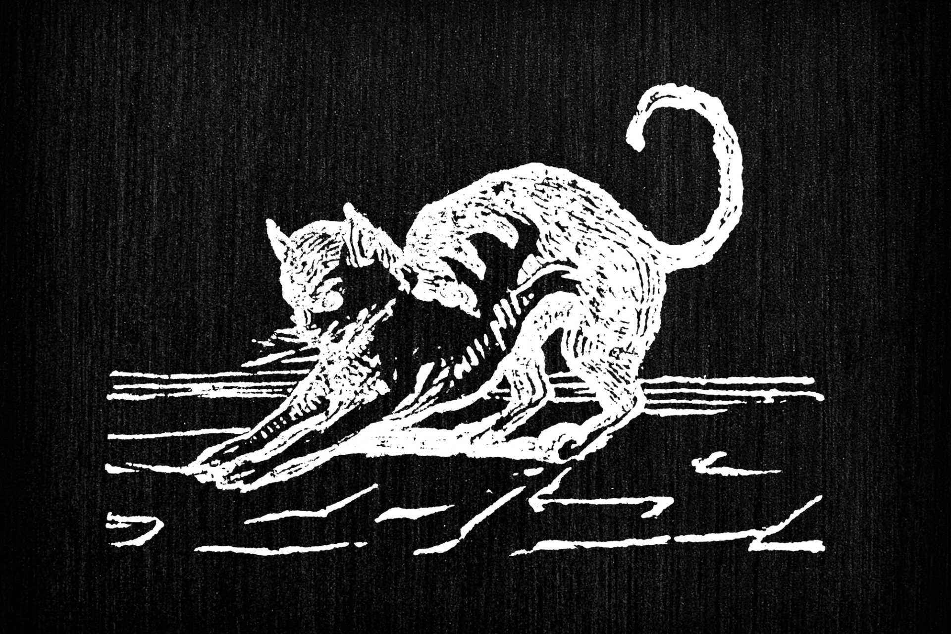 How the CIA tried to teach cats to spy on the Russians
