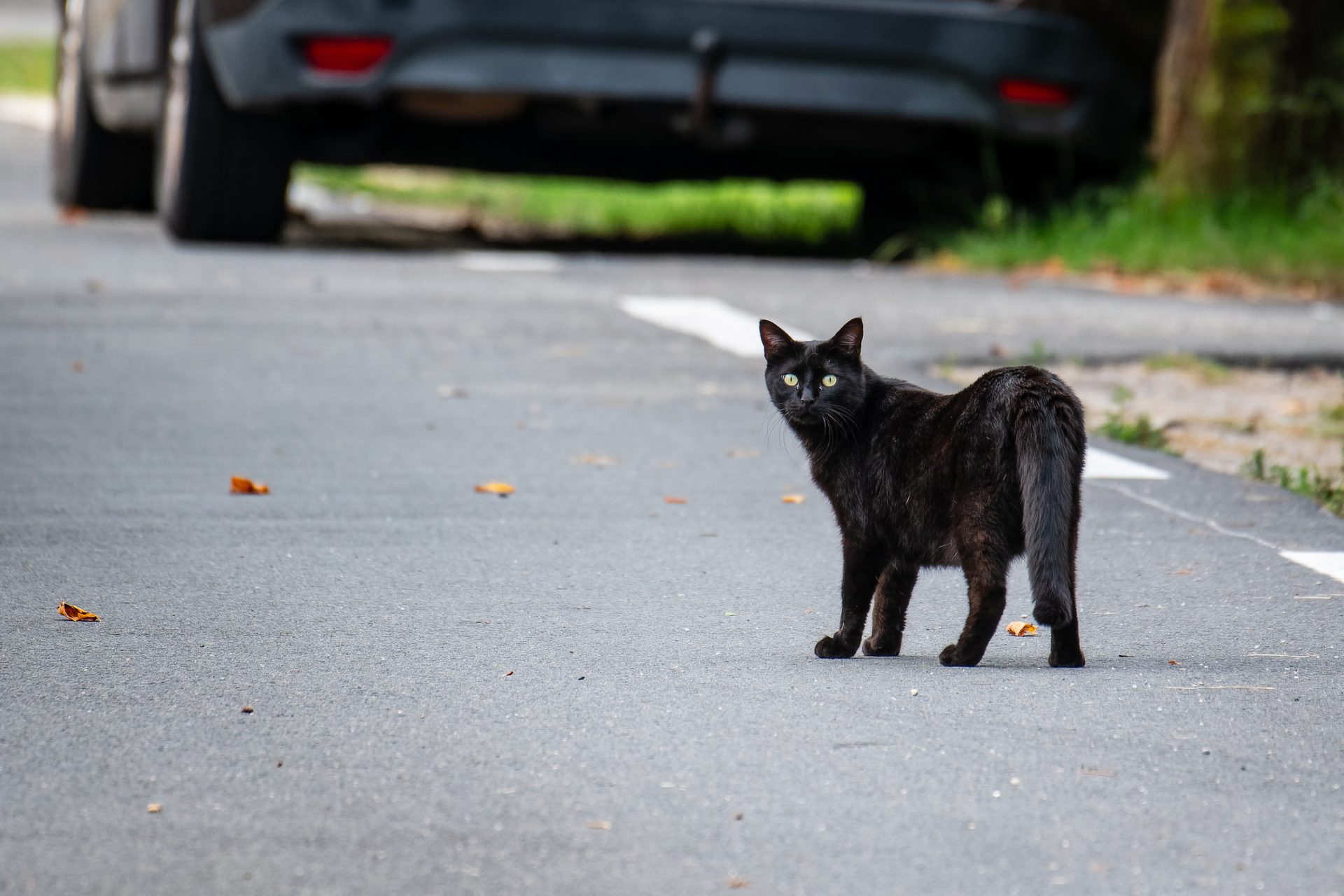 The CIA spent millions trying to turn cats into spies during the Cold War