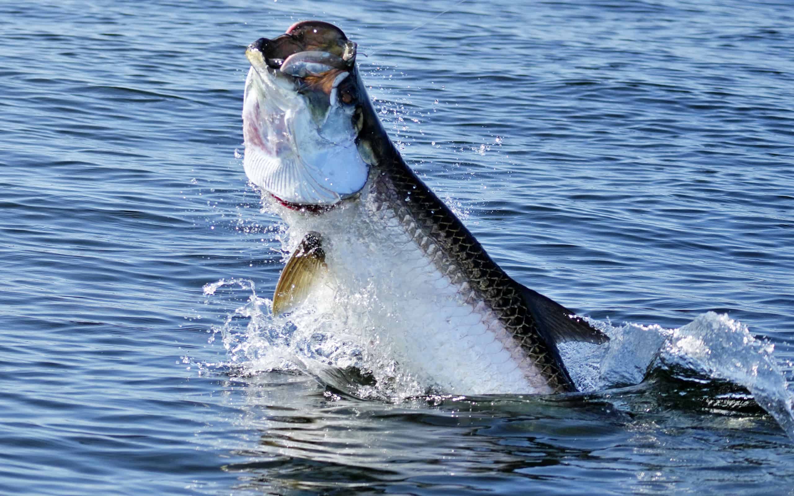 Discover The 10 Fastest Fish in the Ocean