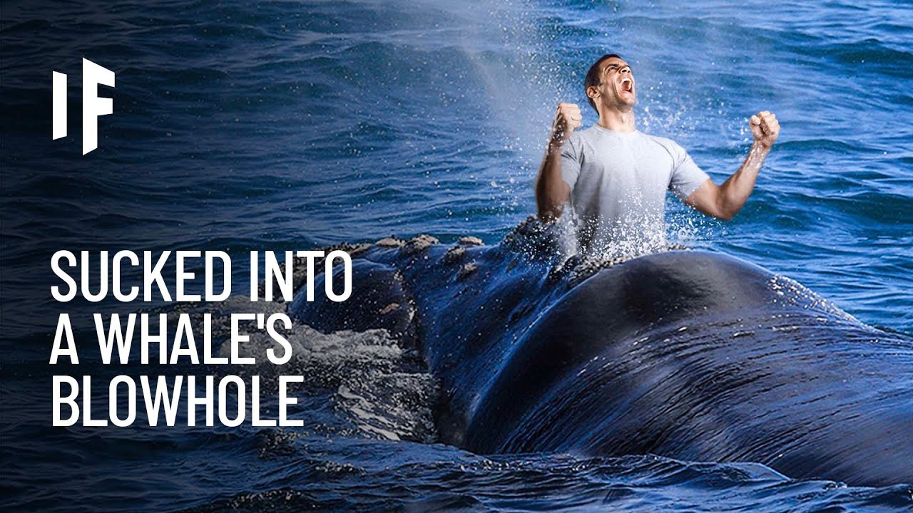 Imagine being sucked into a whale’s blowhole
