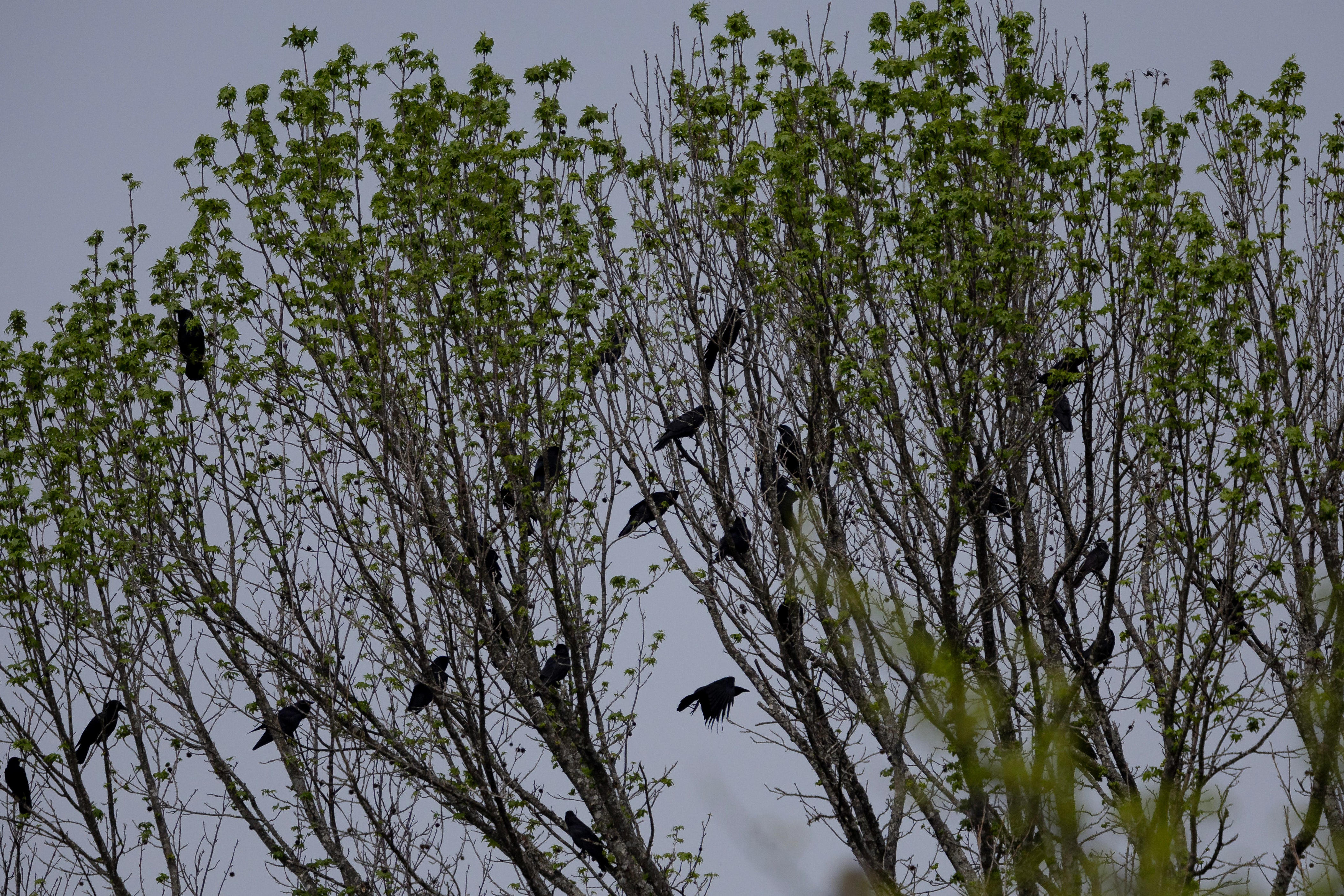 Why are there so many birds in Oklahoma right now? Midwest to see ...