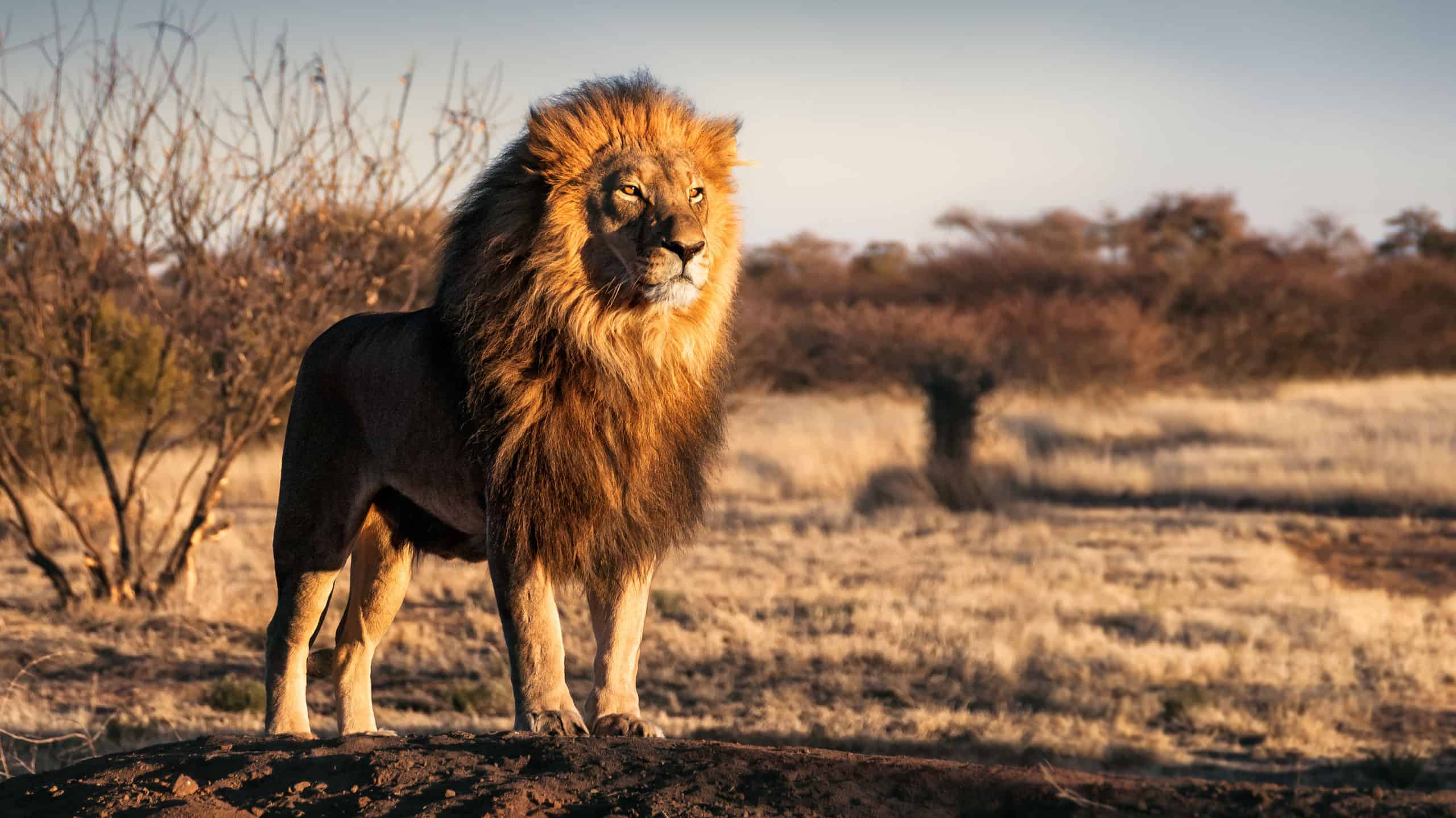 Meet ‘Scarface’ — The Most Notorious Lion to Ever Rule the Jungle