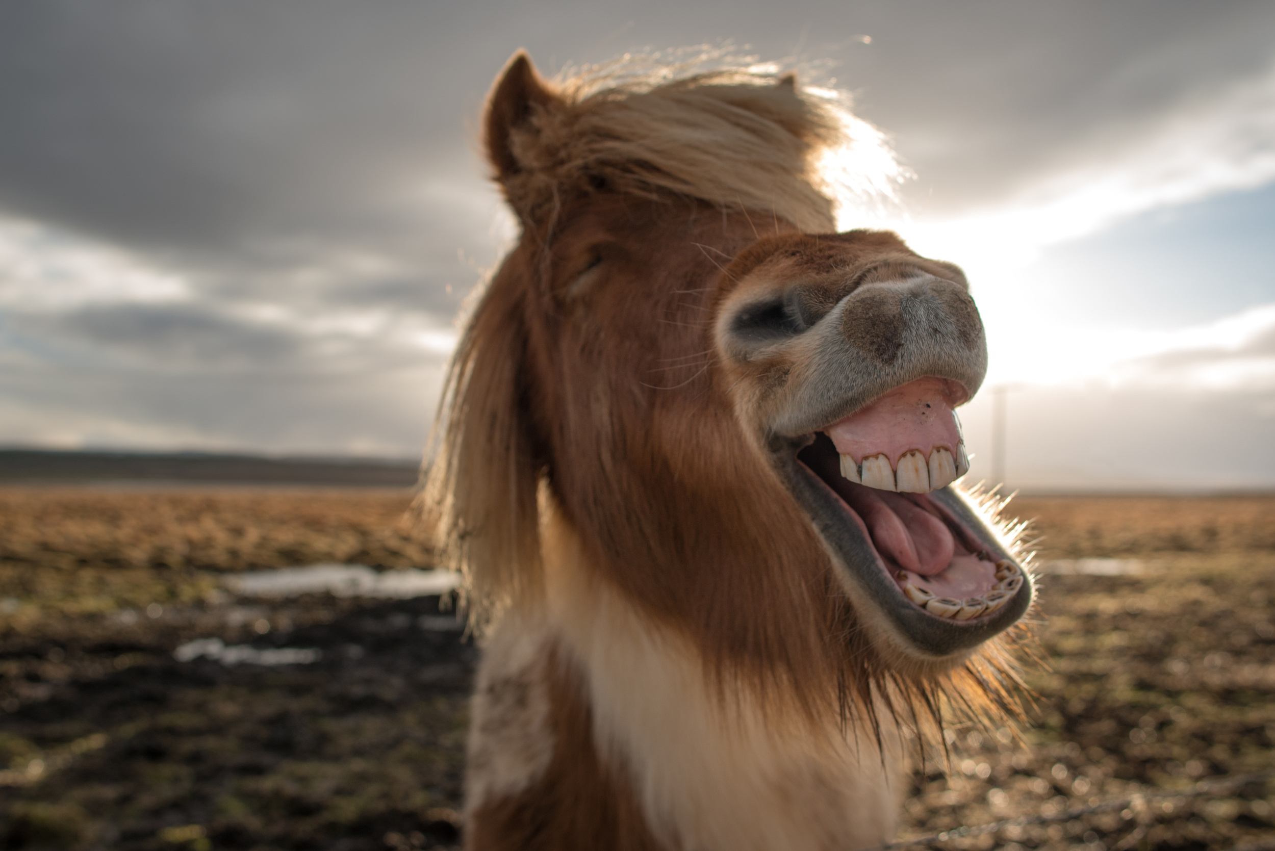 20 epic destinations for horse lovers