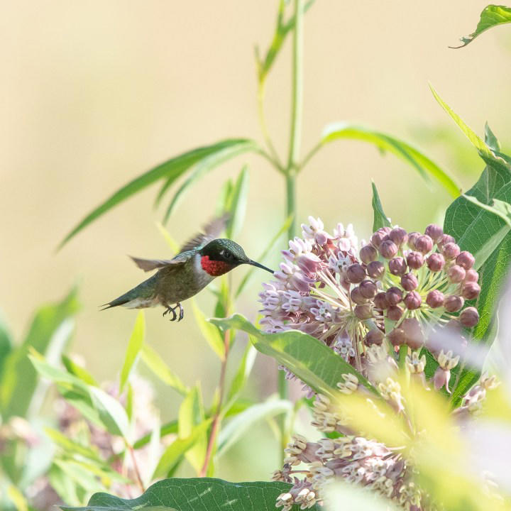 Get your feeders ready: Hummingbirds are making their way to Ohio
