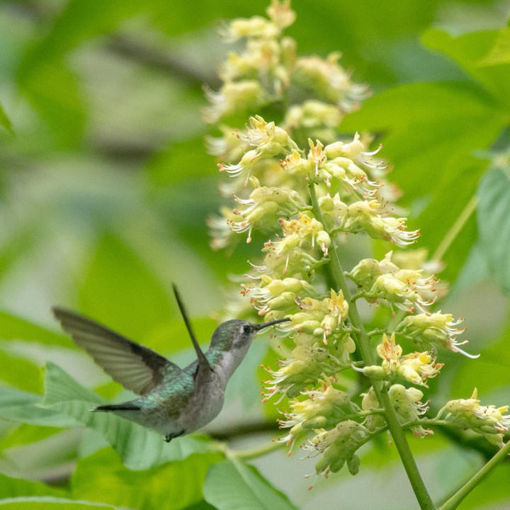 When will hummingbirds start to arrive in Ohio?