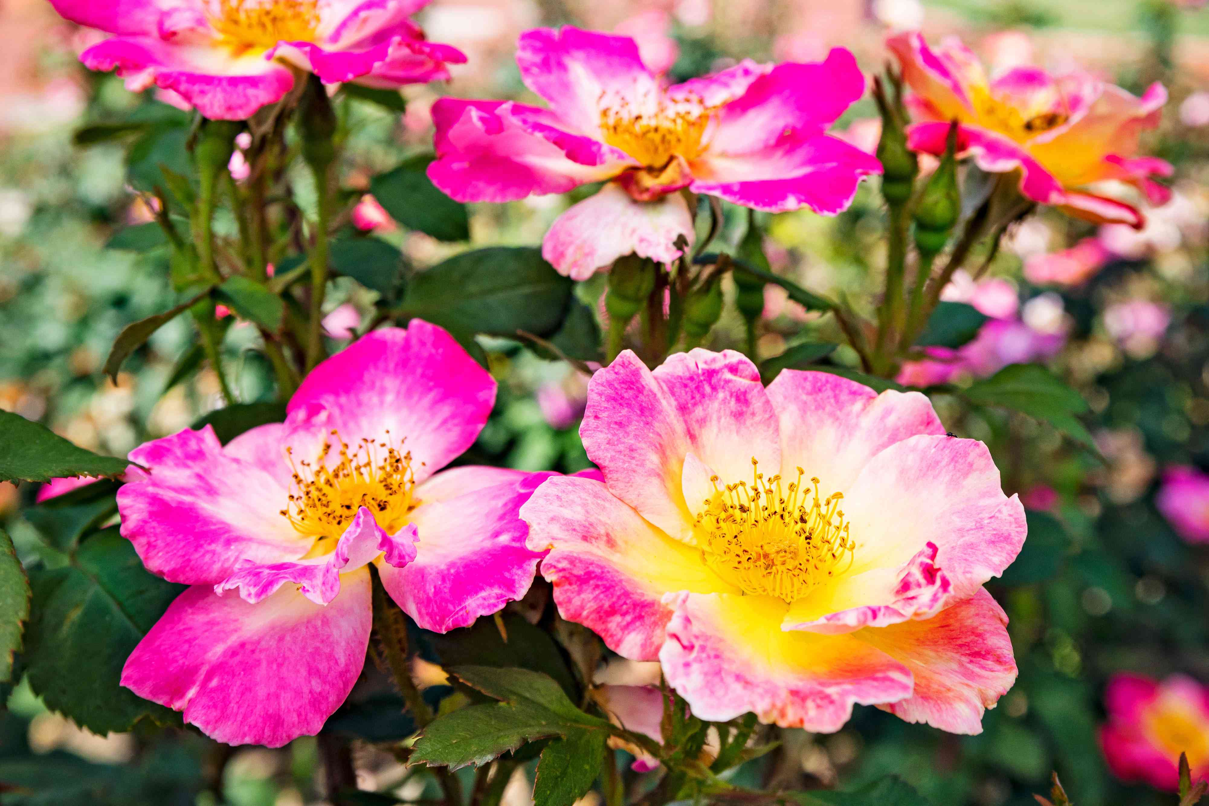 Explore An Impressive Array Of Beautiful Roses In Bloom At The ...