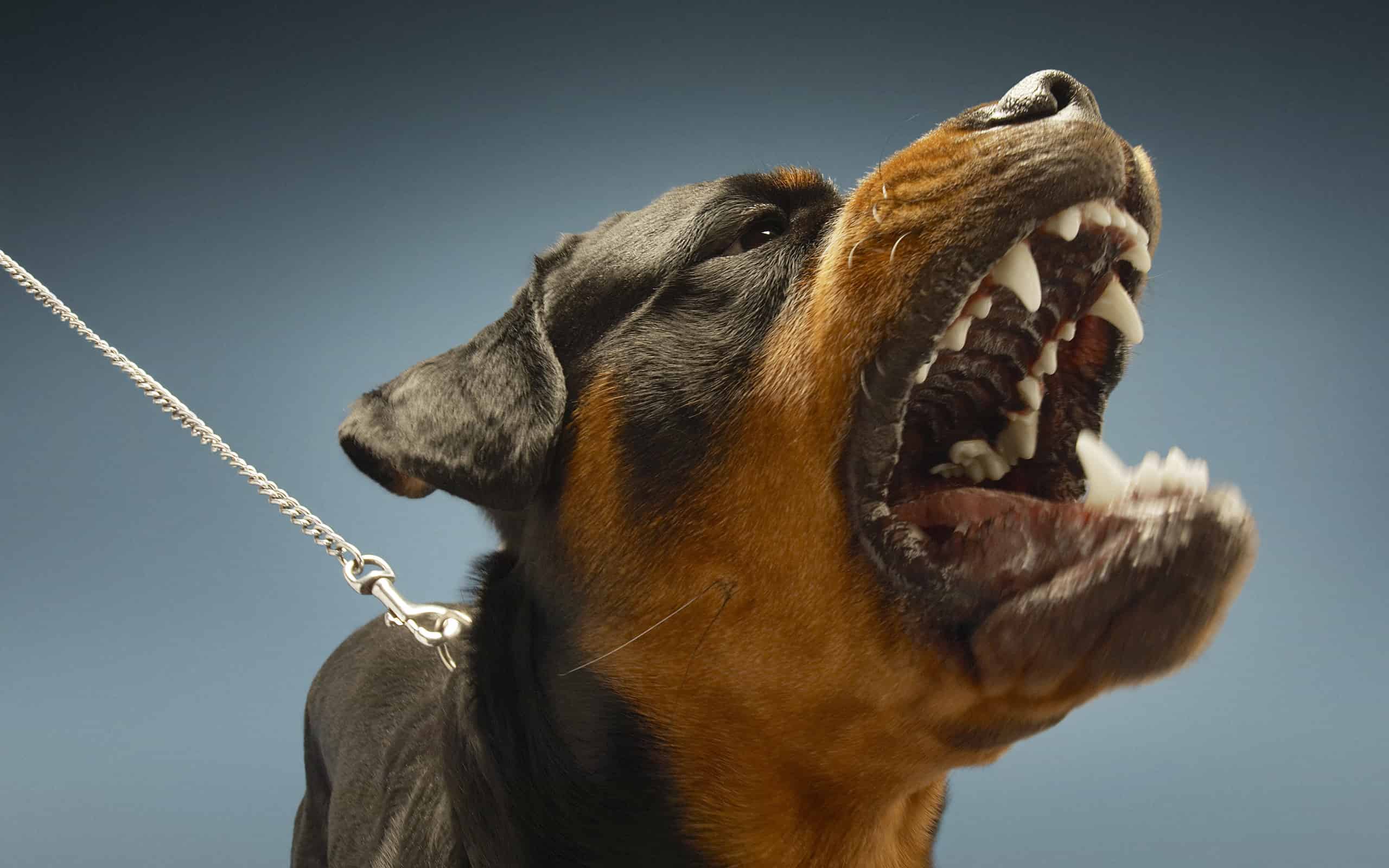 Learn Which Dog Breeds Are Most Aggressive