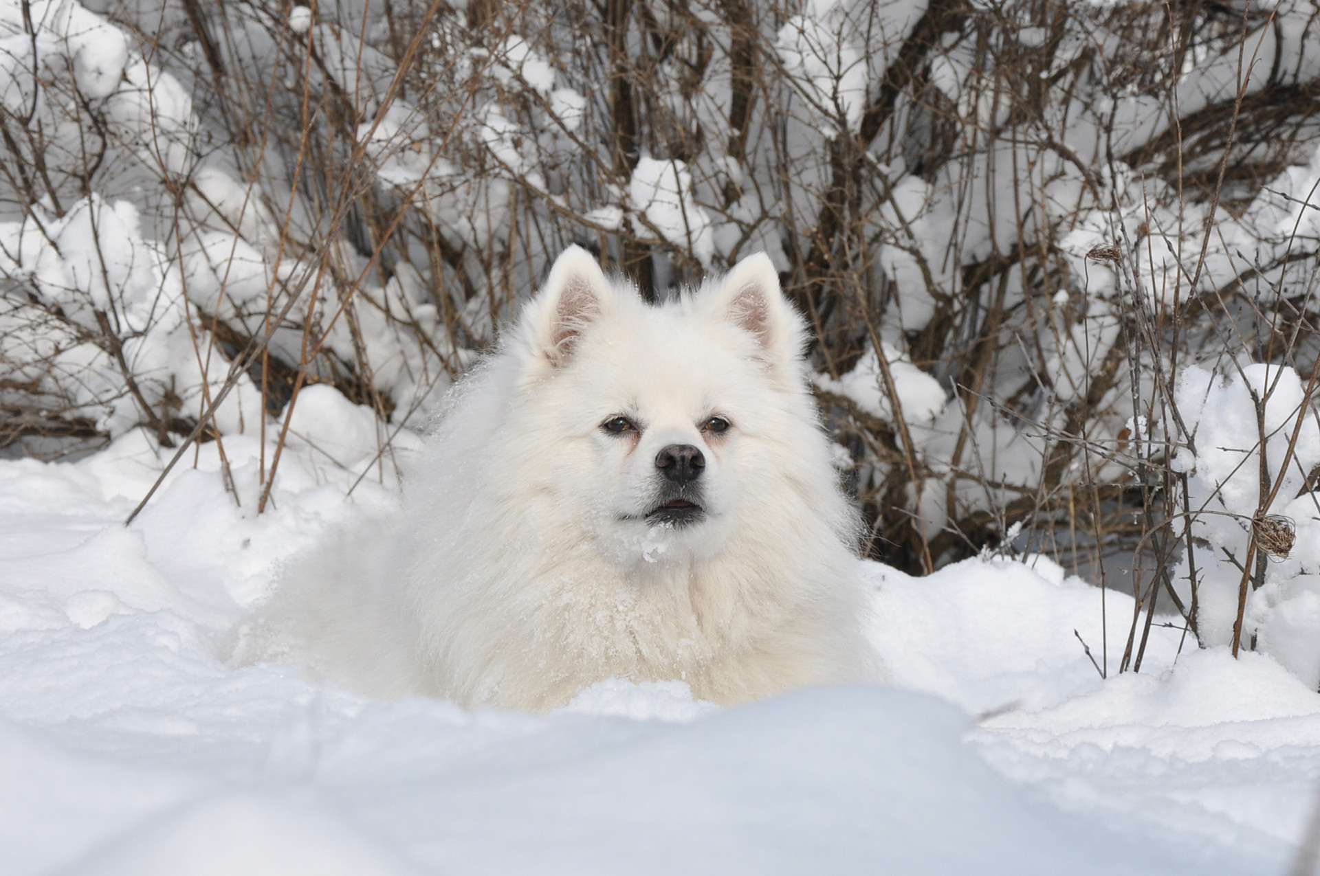 The fluffiest dog breeds that were made to snuggle