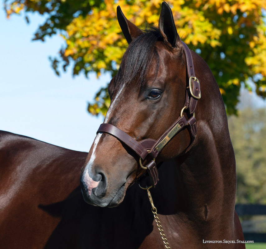 Stallion Spotlight Presented By New York Thoroughbred Breeders Inc ...