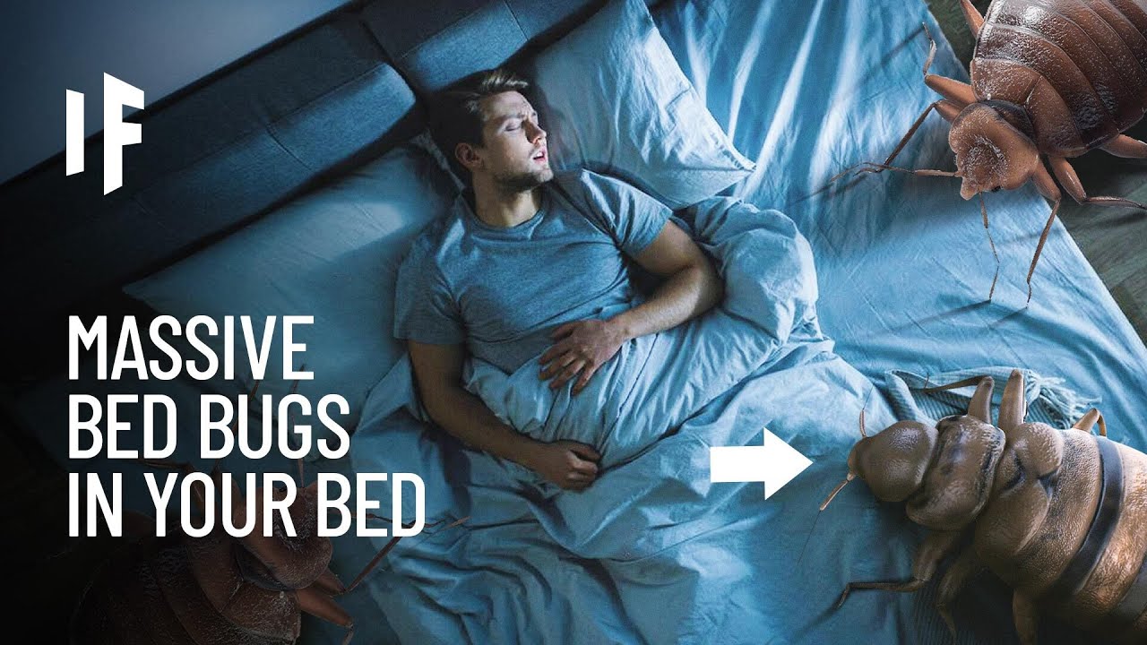 Suppose bed bugs were the size of humans