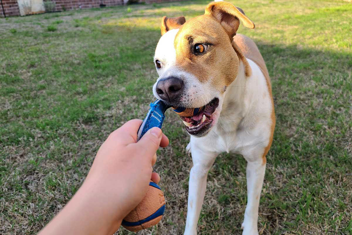 10 Ways to Improve Your Dog's Destructive Behavior 10 Ways to Improve Your Dog's Destructive Behavior
