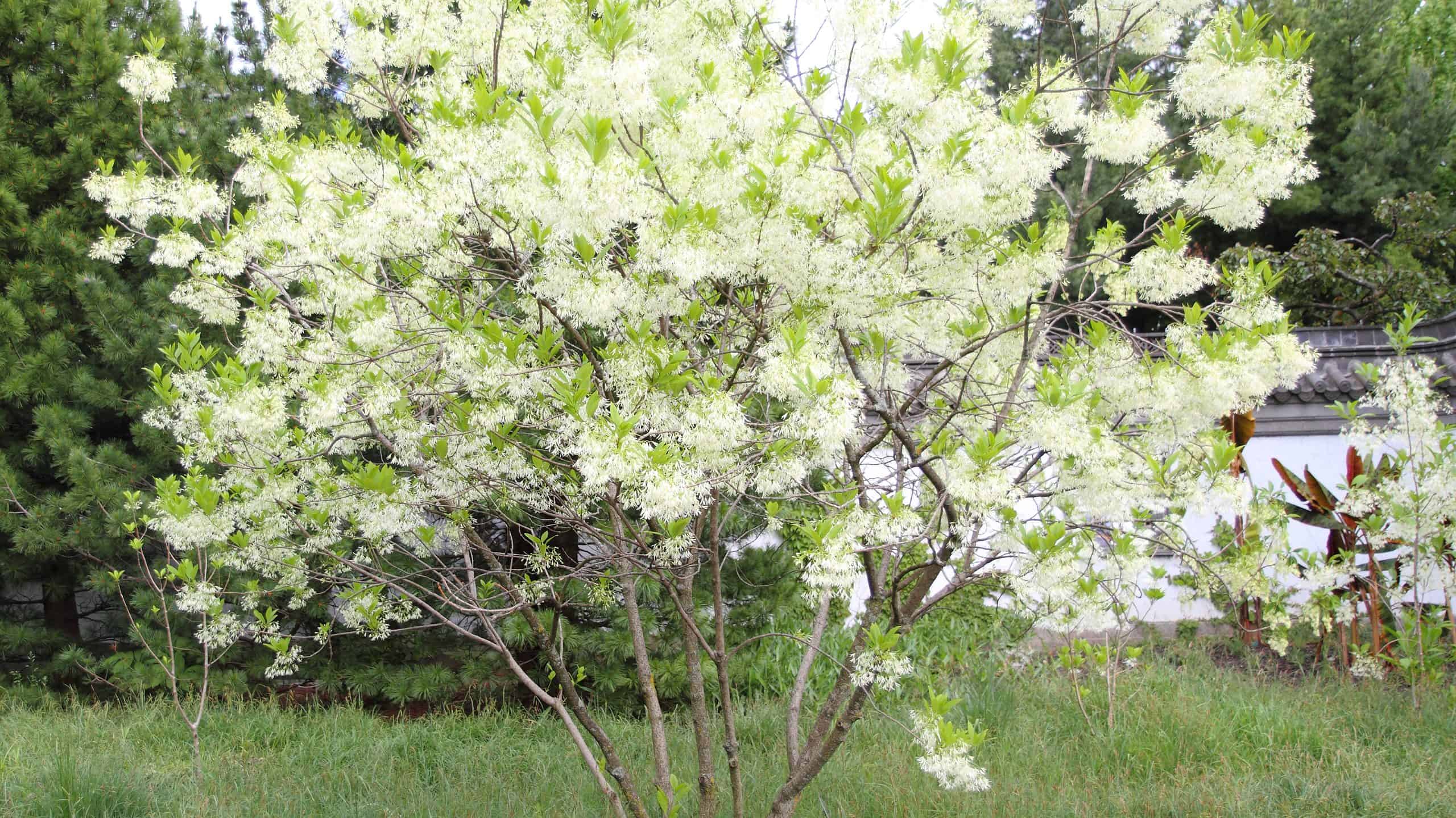 Kings League Américas; cuánto cuestan los boletos para el Final Four y cuándo es