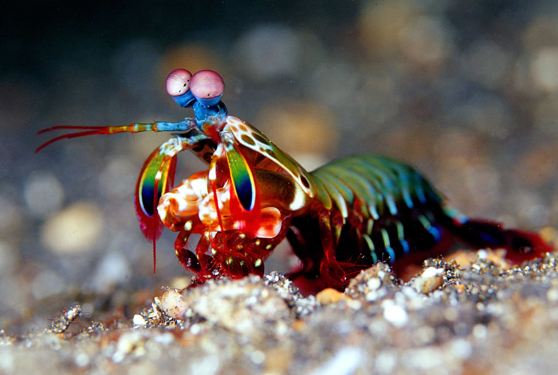 The ocean's most beautiful creatures