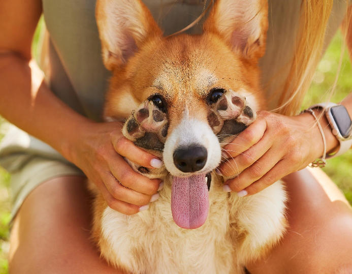 5 reasons to create a healthy daily routine for your dog