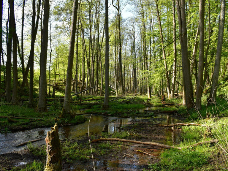 W tych gminach do końca lata nie wejdziemy do lasu. Rządowe Centrum ... W tych gminach do końca lata nie wejdziemy do lasu. Rządowe Centrum ...