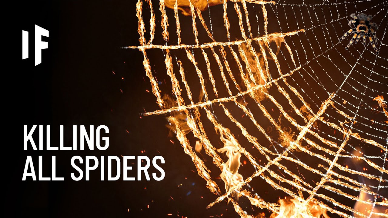 Would ecosystems collapse if we killed all spiders?