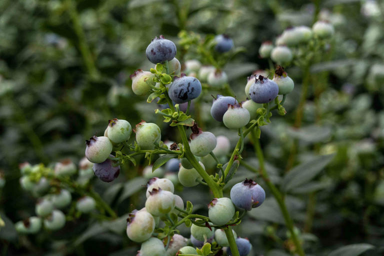 12 Best Companion Plants For Blueberries (And What To Avoid)