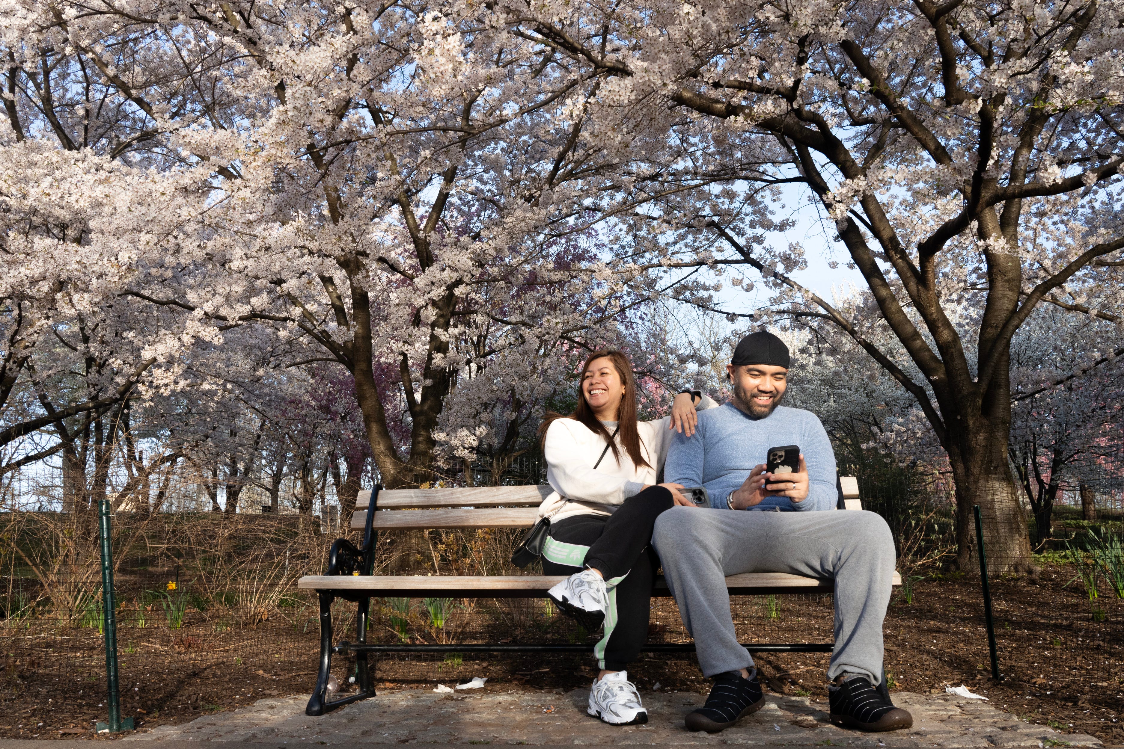 When will cherry blossoms reach peak bloom? Plan your outing to Branch ...