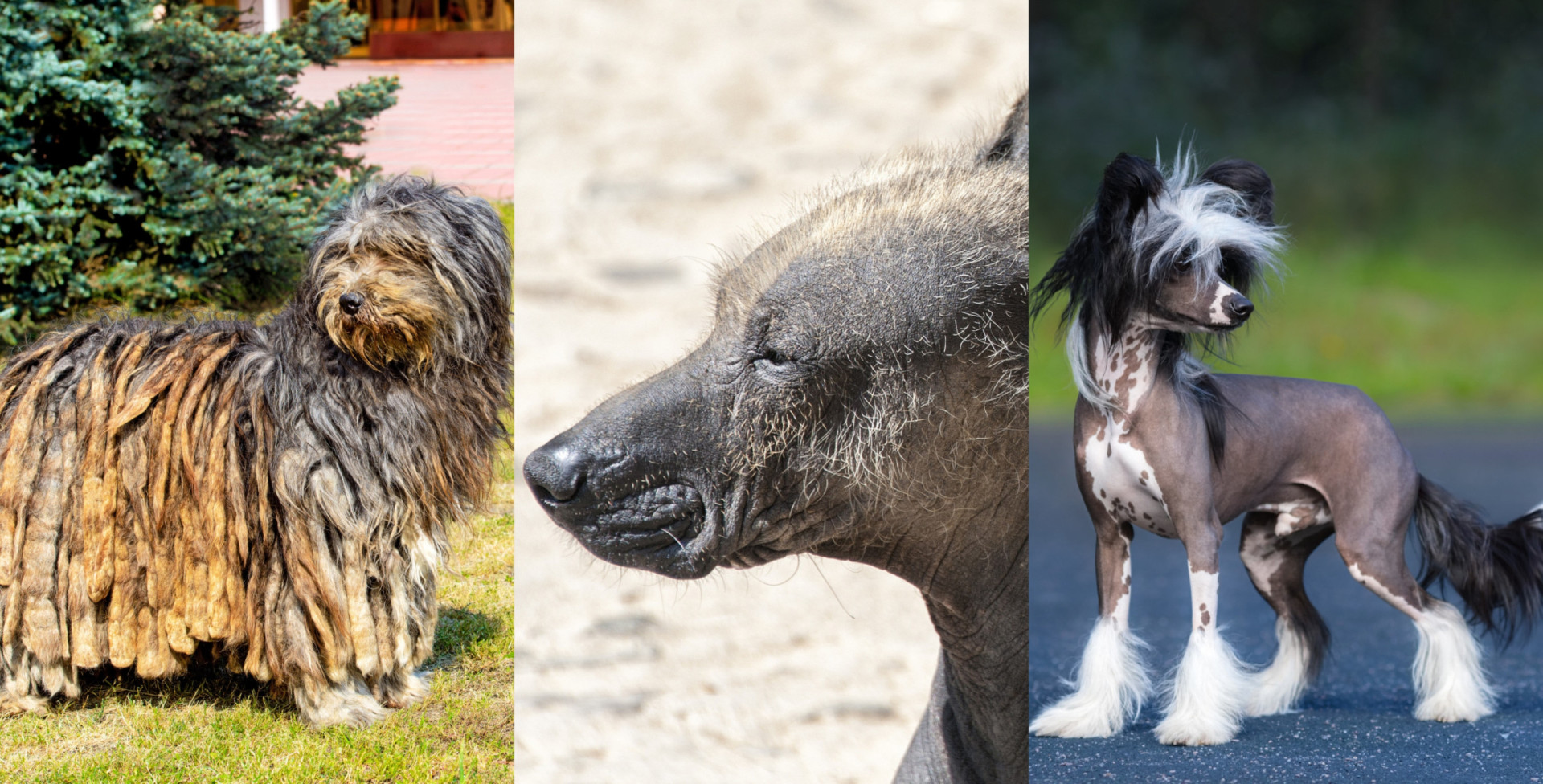 Dog breeds with seriously bizarre features