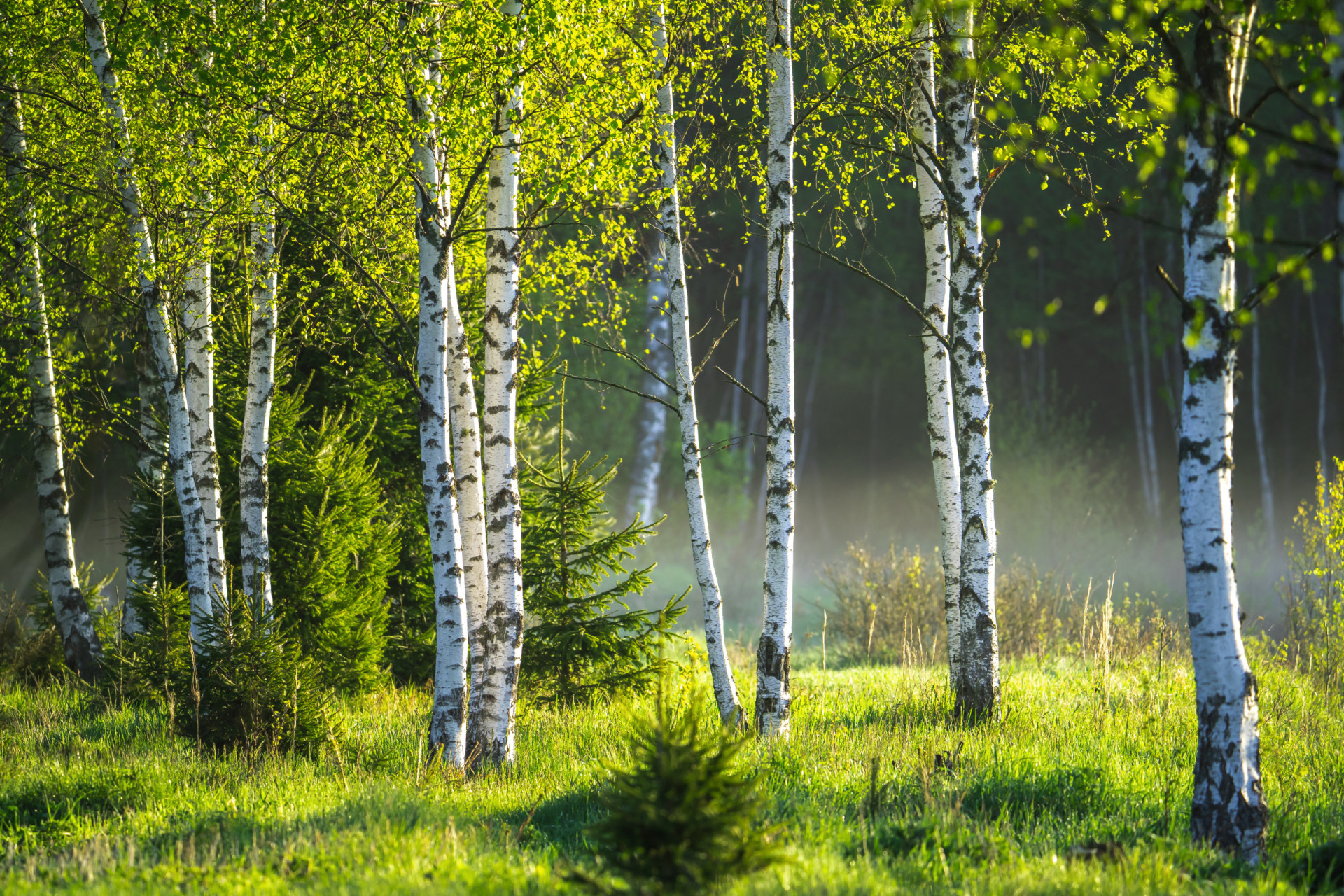 Common plants and trees that trigger allergies