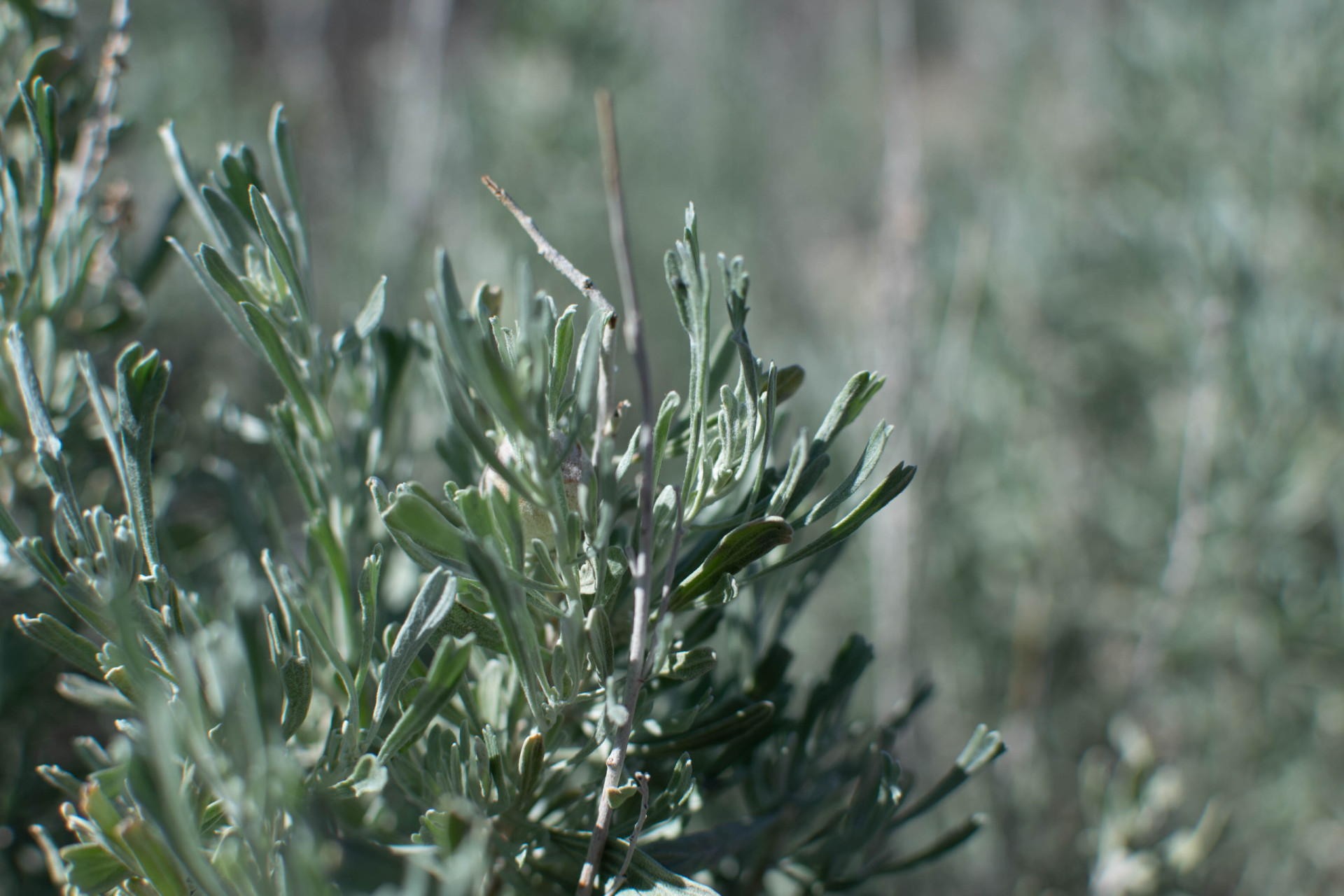 Common plants and trees that trigger allergies