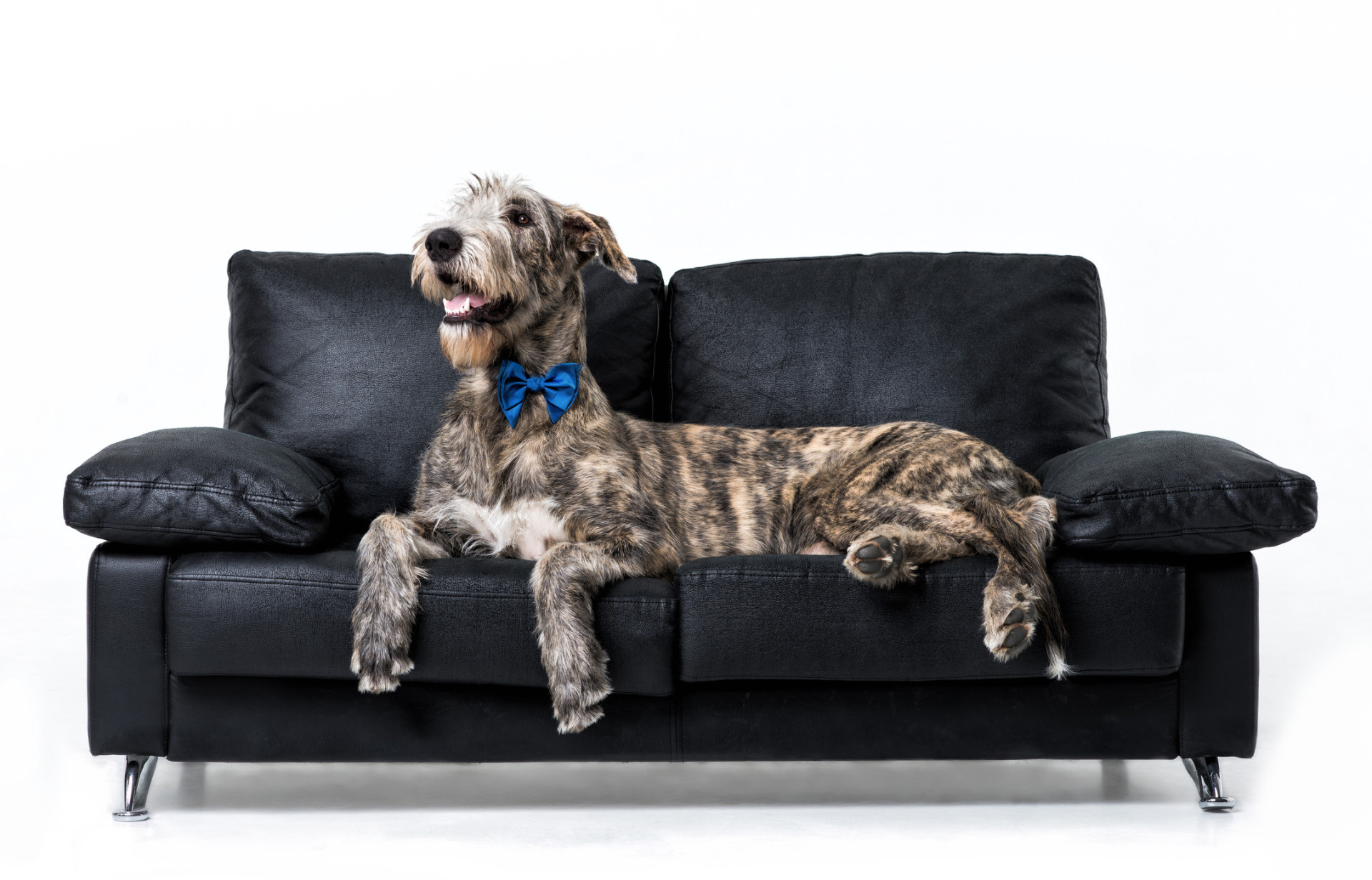 Dog breeds with seriously bizarre features