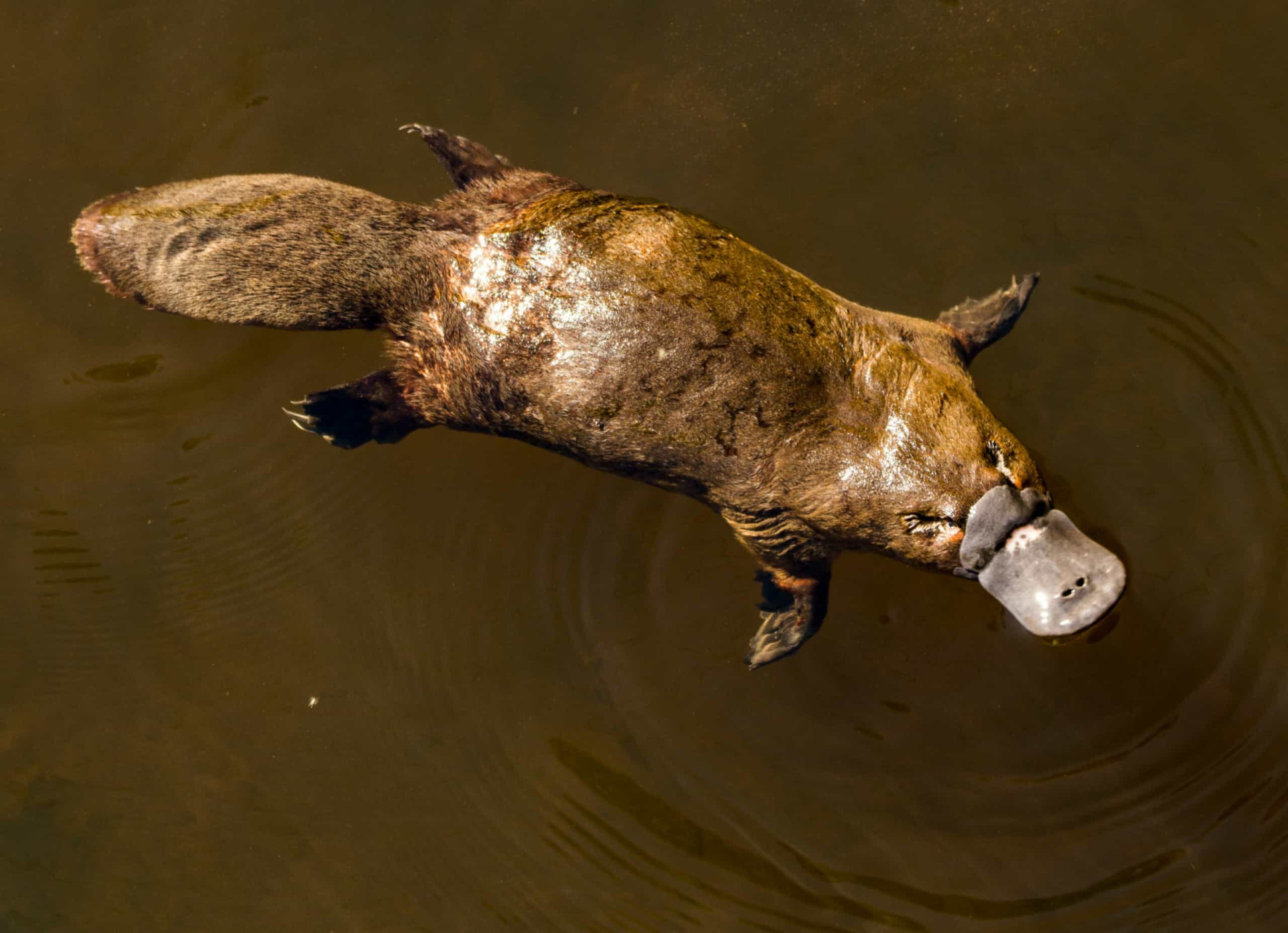 Fun facts about wildlife that will surprise and delight you