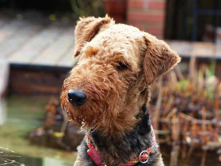Why the Airedale Terrier Is Considered the 'King of Terriers' Why the Airedale Terrier Is Considered the 'King of Terriers'
