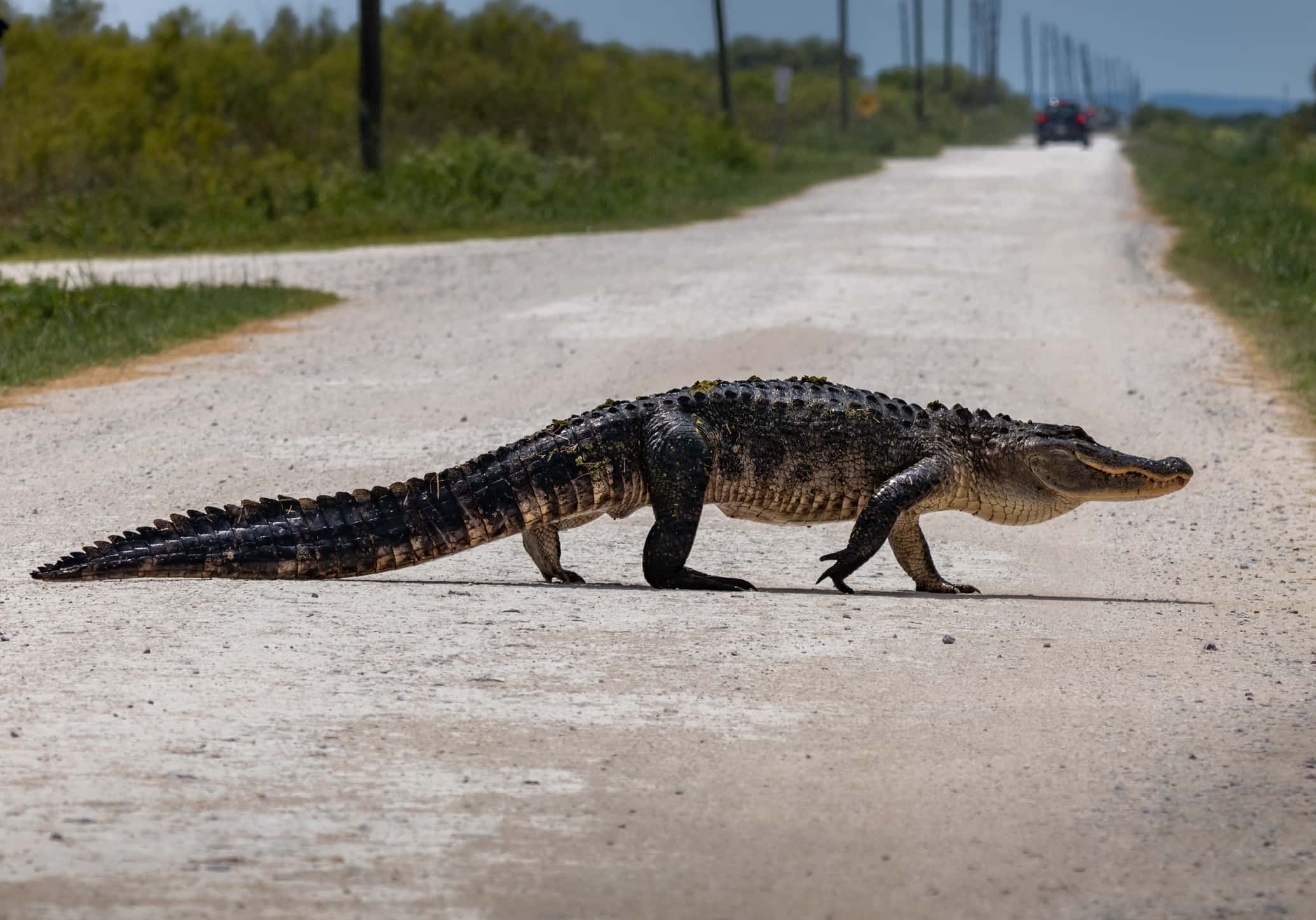 The 10 Largest Animals Living in the U.S.