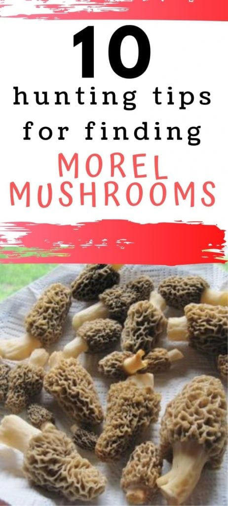 Morel Mushroom Hunting Secrets - Where to Look and How to Score Big