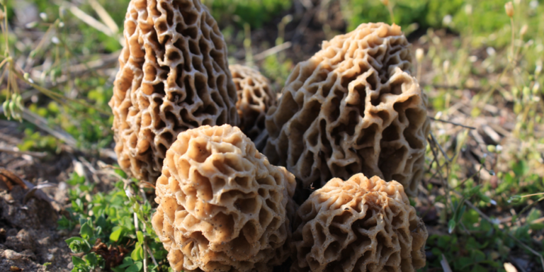 Morel Mushroom Hunting Secrets - Where to Look and How to Score Big