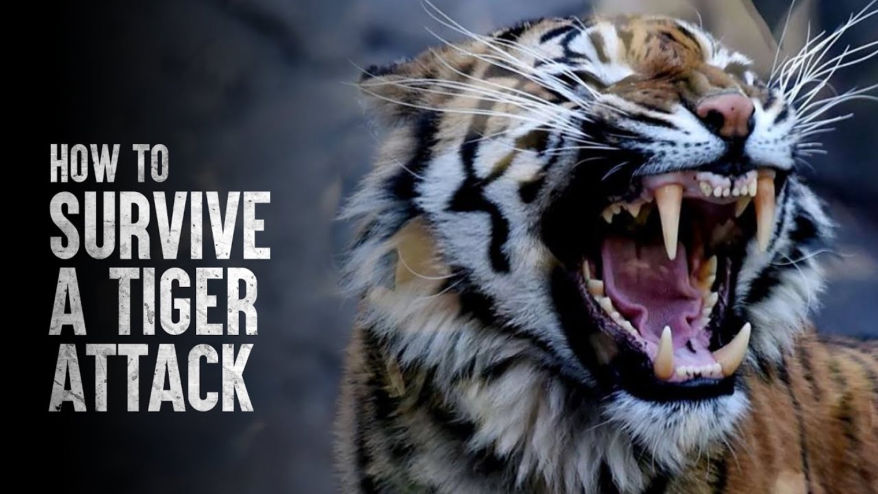 Tiger Attack Survival Strategies