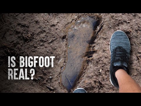 Bigfoot survival stories: Could you survive an encounter?