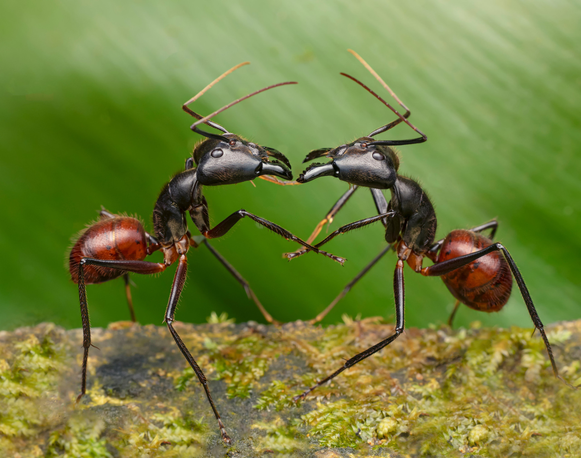 The larger-than-life world of ants