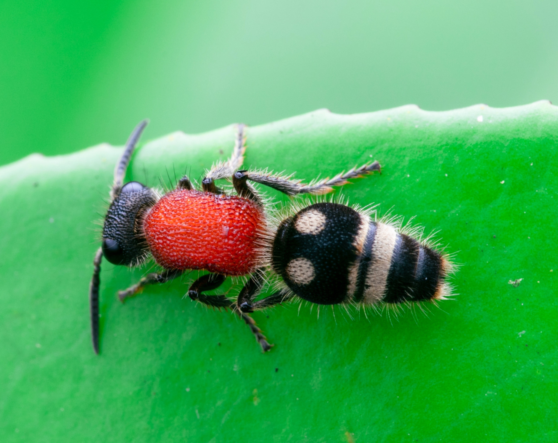 The larger-than-life world of ants