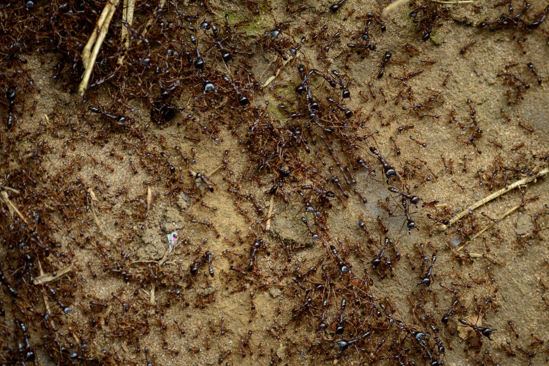 The larger-than-life world of ants