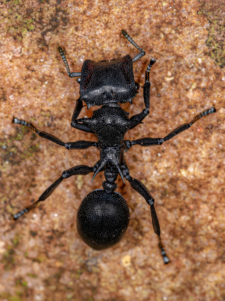 The larger-than-life world of ants