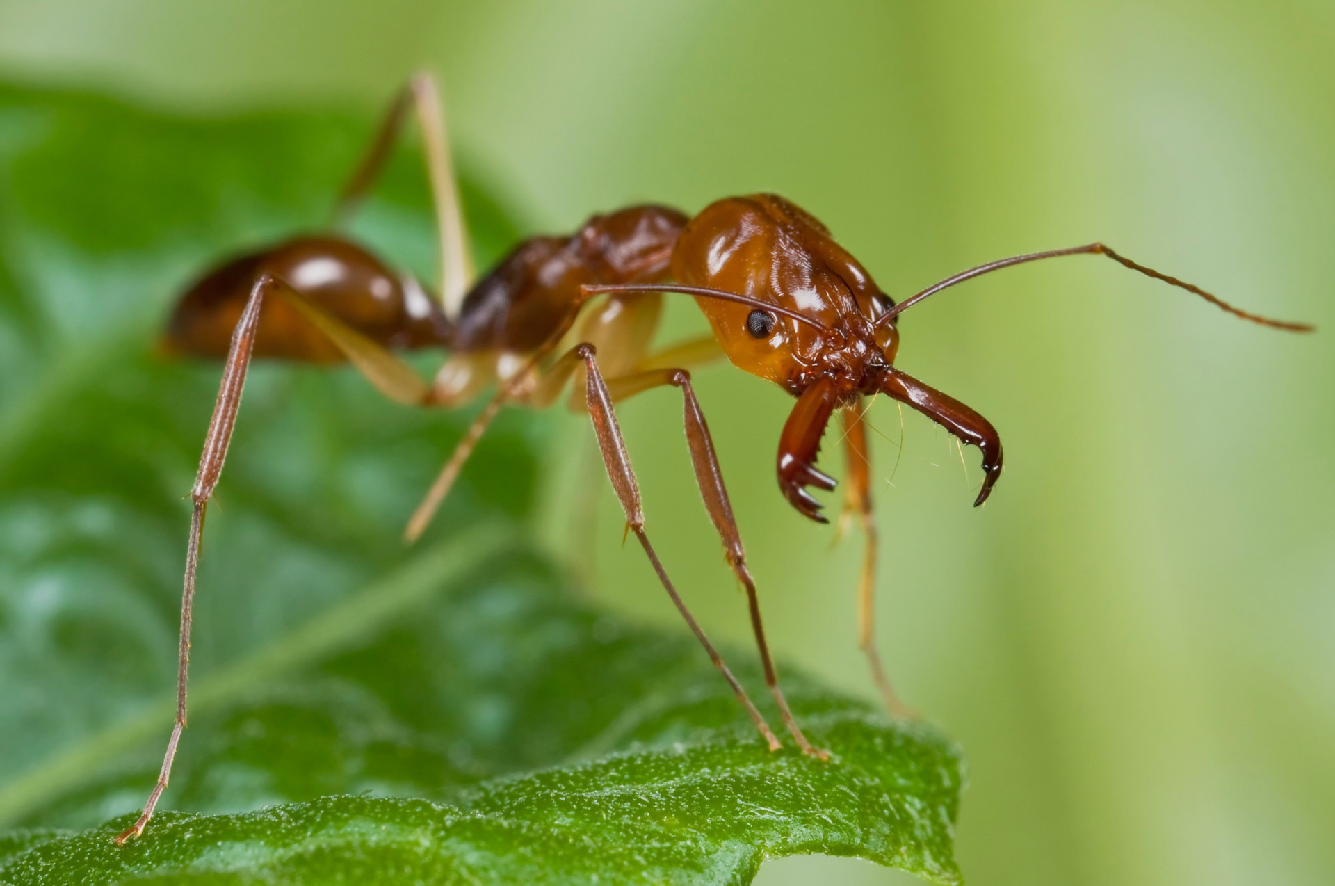 The larger-than-life world of ants